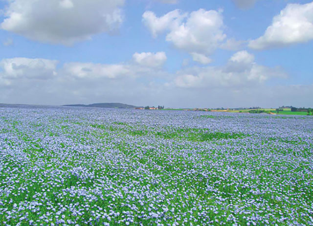 Linen Business - TEIKOKU SEN-I CO., LTD.